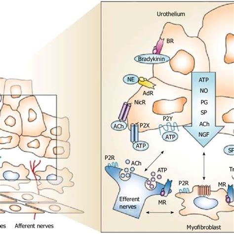 Pdf Pioneering Drugs For Overactive Bladder And Detrusor Overactivity Ongoing Research And