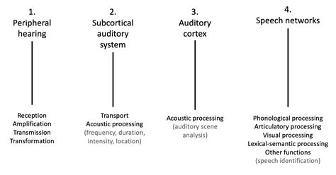 Speech Perception A Complex Ability Speechneurolab