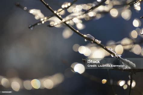 어두운 배경에 얼음과 눈의 아름 다운 가지입니다 반짝이는 점들이 있는 아름다운 어두운 배경과 얼음과 눈의 얇은 가지들이 전경에