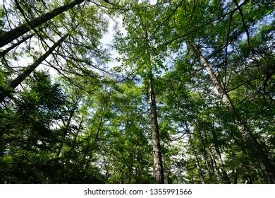 Japan Kamikochi One Most Scenic Spot Stock Photo Shutterstock