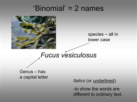 Binomial Classification Of Animals And Taxonomy Ppt Biological