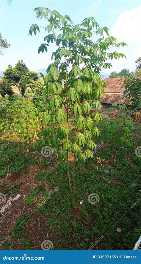 Cassava Plant Garden Stock Image Image Of Plantation 335371551