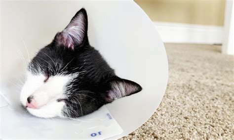 299 Best Poor Kitty Images On Pholder People Fucking Dying Aww And