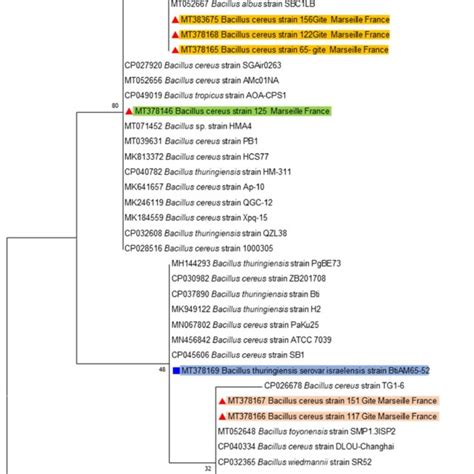 Maximum Likelihood Phylogenetic Tree Of Bacillus Spp Representing The Download Scientific
