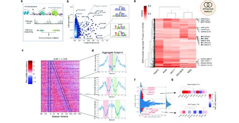 Footprinting Data Uncovers Cell Line Specific Tf Co Occurrence A
