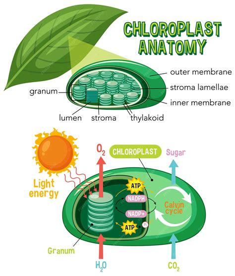 What Is Chloroplast