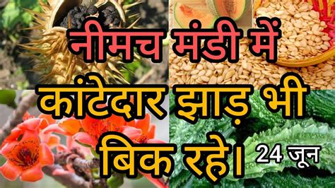 24 जून को नीमच मंडी में आने वाले कांटेदार औषधियों व सभी जिंसों का भाव।। 24 जून।। Neemuch Mandi