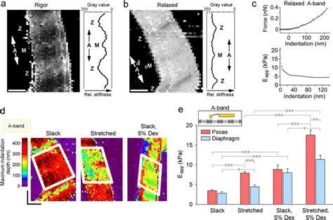 Afm Based Force Mapping Of Sarcomeres Reveals Differences In Lateral Download Scientific