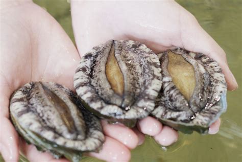 전복 손질법 전복 손질하는 방법과 요리 레시피 3가지 클럽코리아 전복 손질법 전복 손질하는 방법과 요리 레시피 3가지 클럽코리아