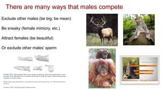 Sexual Selection Pdf Parenting Babies And Babes Parenting