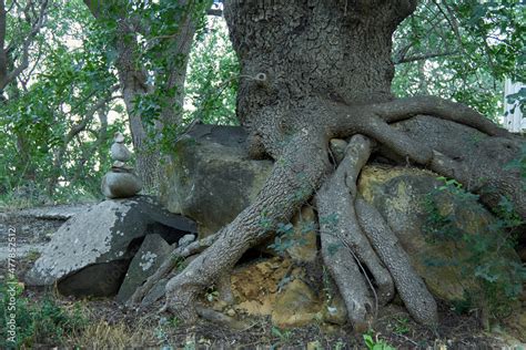 Foto Stock Huge Tree Grows Deep On A Rock Clinging To The Soil With Its Large Roots The Roots