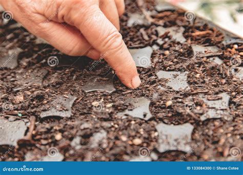 Seed Planter Starter Seeds Soil Starter Stock Photo Image Of Soil Finger