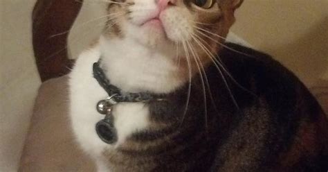 Its My Cake Day Here Is My Derpy Calico Imgur