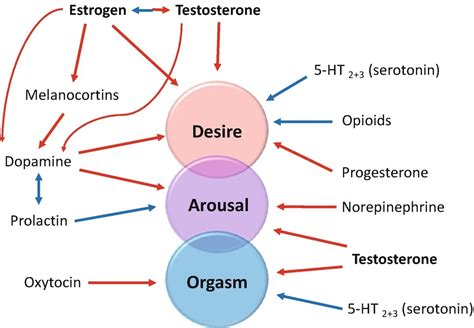 When Testosterone Doesnt Lead To Better Erections Or Sex Drive Excel Male Health Forum