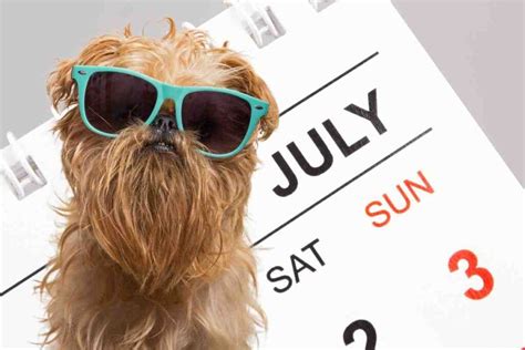 July Memes That Bring The Heat The Humor And The Holiday Vibes
