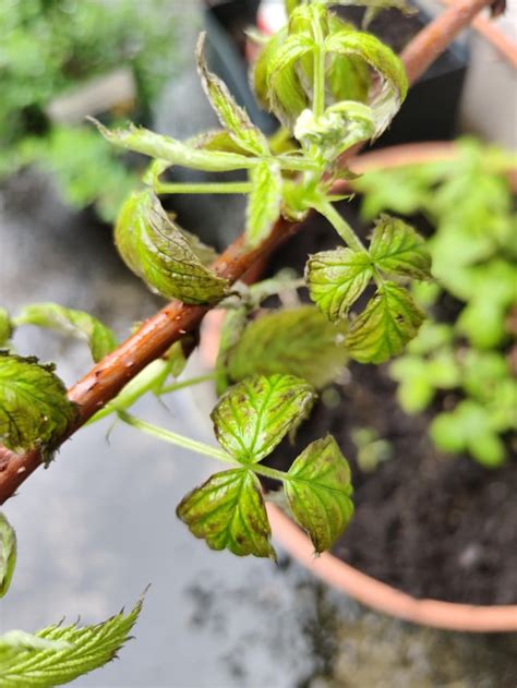 Raspberry Plant Leaves Curling And Darkening R Plantclinic