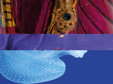 A Horniman Bisexual Flag Horniman Museum And Gardens