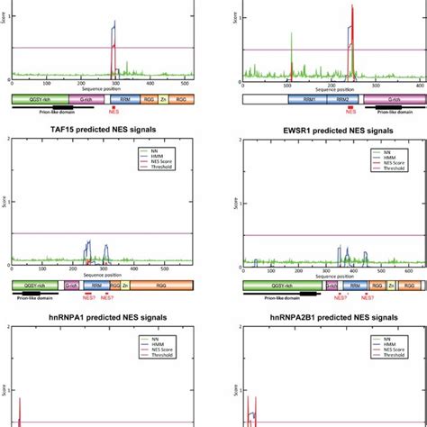 Nuclear Export Signal Nes Prediction Of Candidate Proteins Based On Download Scientific