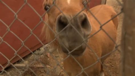 Evacuated Wrightwood Woman Returns Home To Find Her Pony Survived Bridge Fire