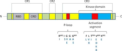 Gene Of The Month Braf Journal Of Clinical Pathology