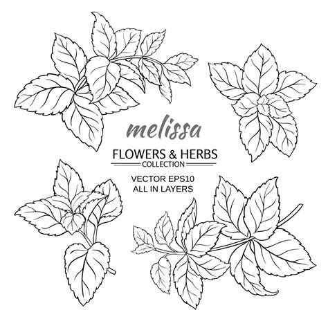 Vetor De Erva Melissa Em Fundo Branco Vetor Premium