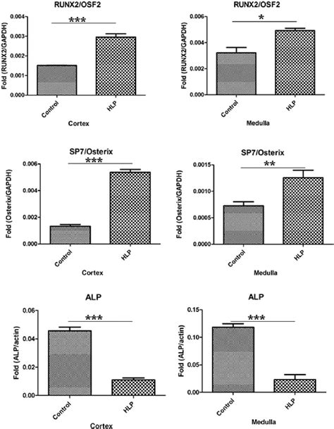Real Time Pcr Of Runt Related Transcription Factor 2 Runx2 Zinc Fi Download Scientific