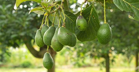 How To Grow Avocados Gardeners Path