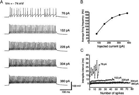 Electrophysiological Properties Of A Fast Spiking Neuron A Responses