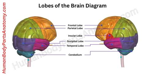 Lobes Of The Brain Complete Guide With Functions And Diagram
