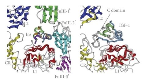 Representation Of The Crystal Structure Of The Ectodomain Of The Download Scientific Diagram