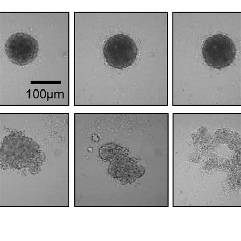 Inhibition Of Fak Phosphorylation Differentially Affects Vsmc Spheroid Download Scientific