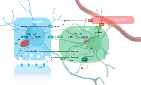 A Cellular Perspective On Brain Energy Metabolism And Functional Imaging Neuron