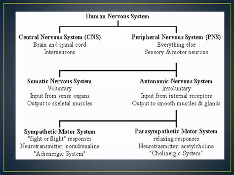 Higher Mental Functions Assessment Pptx