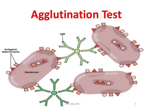 Agglutination Test Definition Types Uses Advantages D Vrogue Co