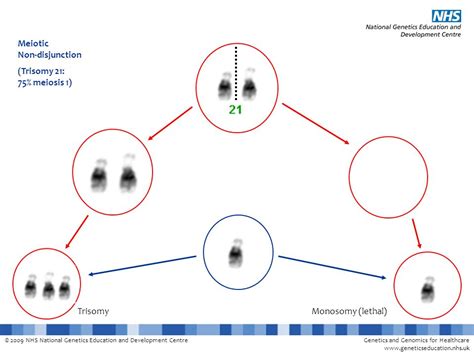 Trisomy 21 Meiosis