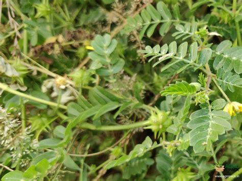 Gokshura Plant For Sale In India | Online plant nursery