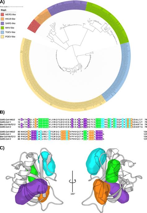 revealing druggable cryptic pockets in the nsp1 of sars cov 2 and other
