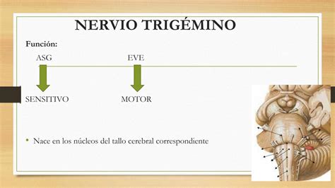 Solution Tecnicas Anestesicas En La Exodoncia Nervio Trig Mino Y Facial Studypool