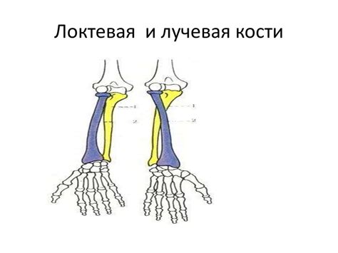 Топографическая анатомия и оперативная хирургия верхних конечностей