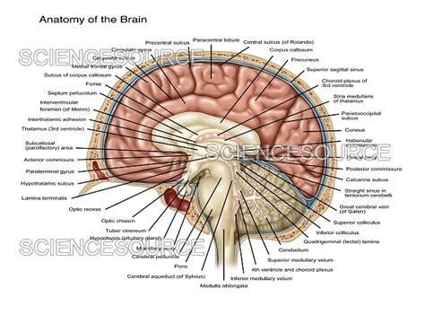 Sulcus Terminalis Brain