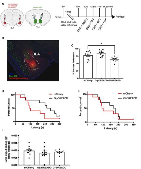Activation Of Basolateral Amygdala To Nucleus Accumbens Projection Neurons Attenuates Chronic