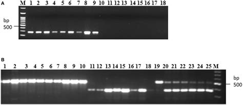 Pcr Amplification Of Rice Lines With The Dominant And Co Dominant Pcr Download Scientific