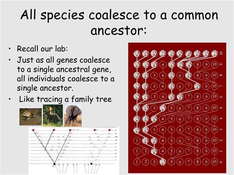 Ppt Phylogenies And Classifying Species Aka Cladistics And Taxonomy Powerpoint Presentation Id