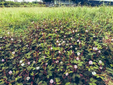 A Semalu Tree Grows On The Edge Of The Forest Stock Image Image Of