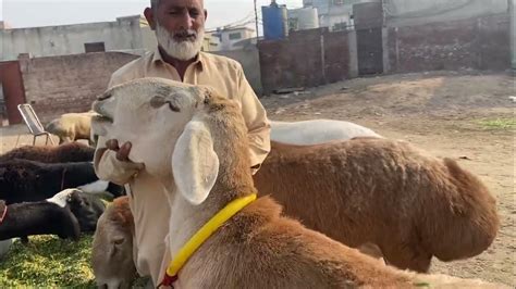 Talagandi Duma Turkey Duma Makhicheena Bakra Desi Bakre Shahpur Kanjra Mandi Lahore High