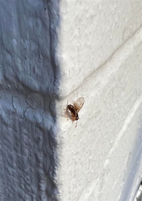 Seasonal Bug Infestation Rbuffalo