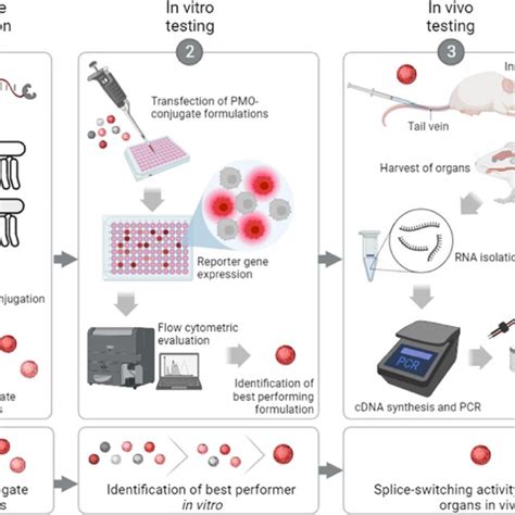 Schematic Overview Of The Workflow From Formulation Generation To In Download Scientific