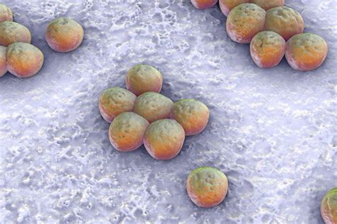 Superbug Mrsa Artwork Stock Image C020 3267 Science Photo Library