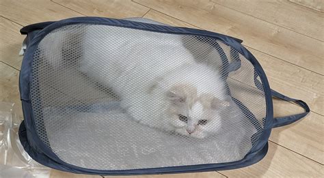 Gasでvuejsのcomponentを使う 猫とgas