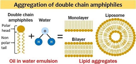 LNP BIODISTRIBUTION PART TWO Properties Of Lipids There Is Misinformation Floating Around